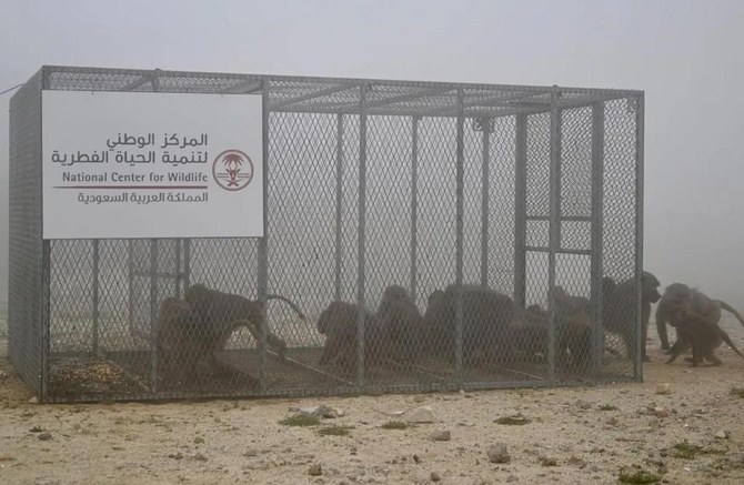 Saudi Wildlife Center Partners With Ocean Regeneration Initiative To ...